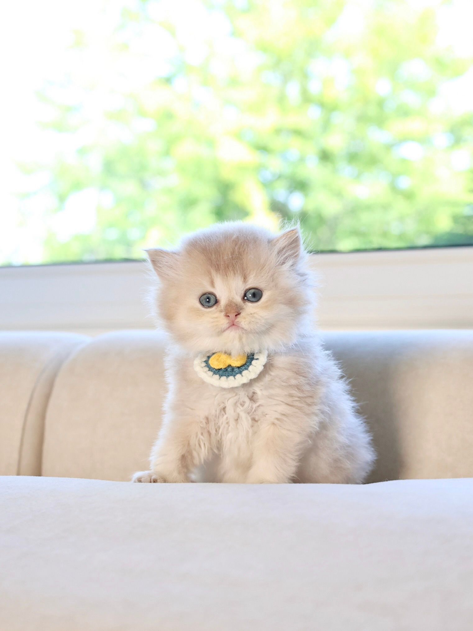 Best Cattery Canada | Kitten For Sale Toronto | Buy Cats Online - CatKing